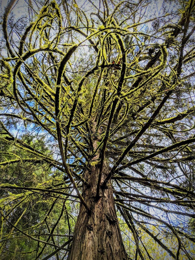 Mossy tree stock photo. Image of nature, mossy, green - 148576954