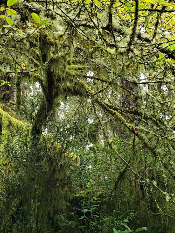 The Mossy Tree stock photo. Image of nature, leaves - 160422580