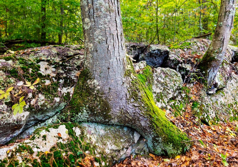 Roots Breaking Rocks Stock Photos - Free & Royalty-Free Stock Photos ...