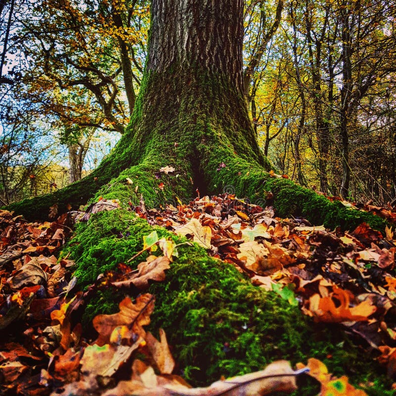 Mossy tree roots stock photo. Image of roots, covered - 80914938