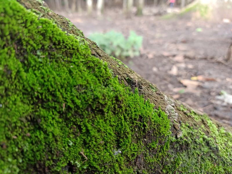 Mossy Tree Roots at the Healthy Forest Stock Photo - Image of forest ...