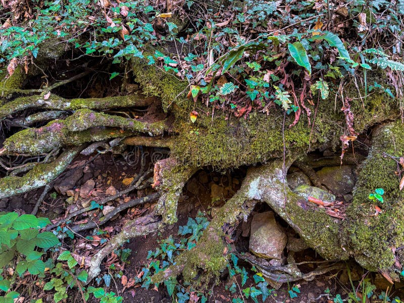 Mossy Tree Roots Intertwined with Rocks and Vegetation in a Forest ...