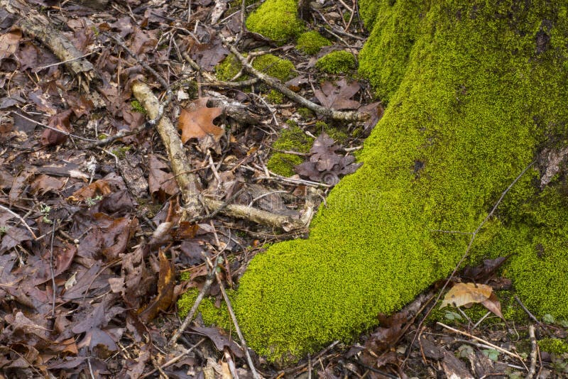 Mossy tree roots stock image. Image of green, tree, floor - 113327001