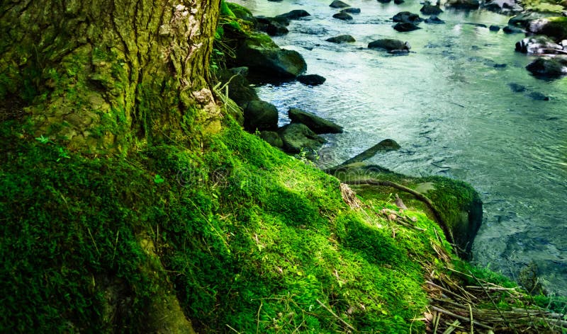 Mossy Tree Roots Near a Rocky Stream Stock Photo - Image of river ...