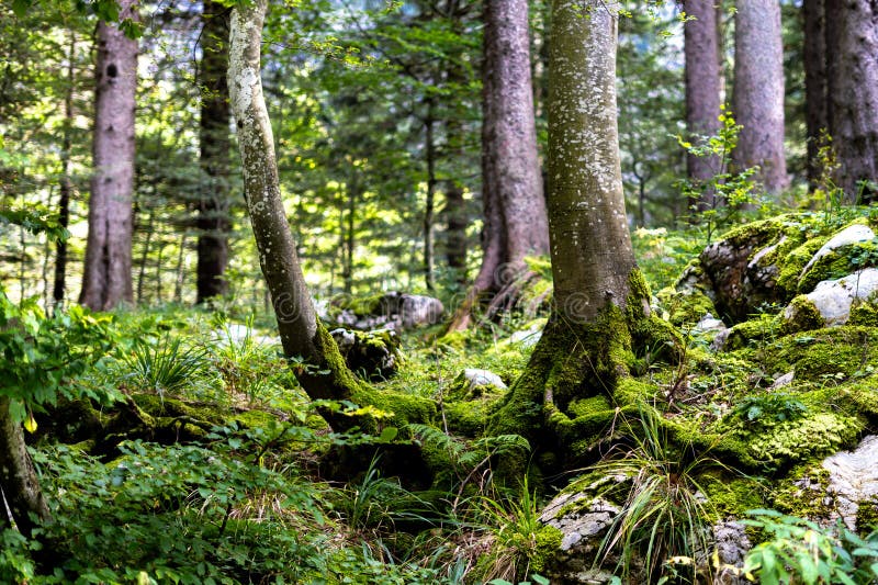 Mossy Tree Roots in Old Alpine Woods with Backlighting Stock Photo ...