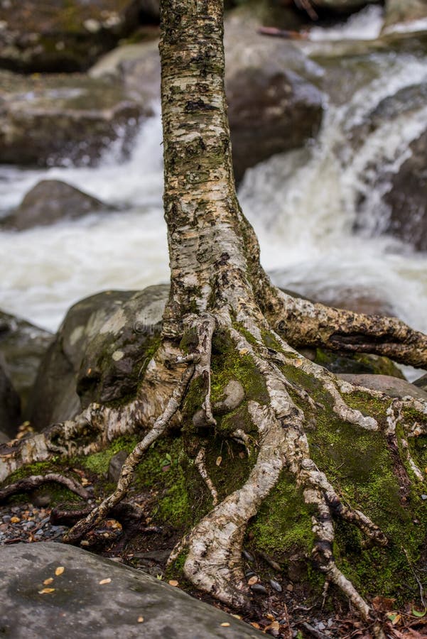 Mossy Tree Roots on Rocky River Edge Stock Image - Image of great, park ...