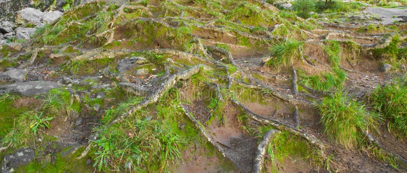 Mossy Tree Roots on the Surface in Ancient Old Growth Forest. Wicklow ...