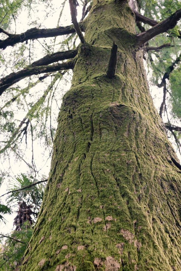 Mossy tree stem stock image. Image of stem, powerful - 335044925