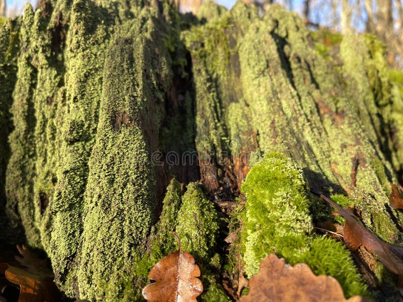 Mossy Tree Stump in the Forest Stock Photo - Image of mossy, tree ...