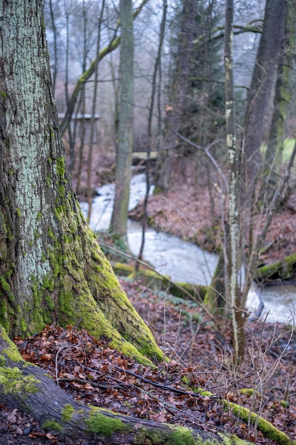 Mossy Tree Trunk by Flowing Forest Stream Stock Image - Image of nature ...