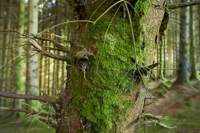 Mossy Tree Roots on the Surface in Ancient Old Growth Forest. Wicklow ...