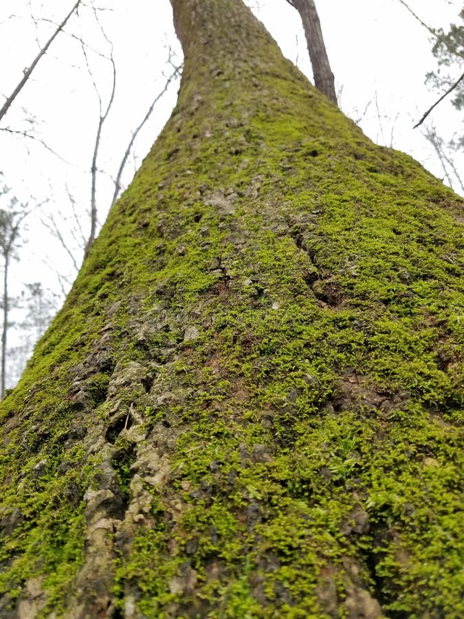 Mossy Tree Trunk on the North Side Stock Photo - Image of side, mossy ...