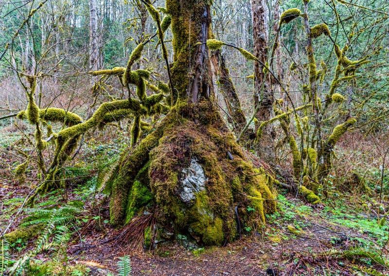 Mossy Tree Trunk 2 stock image. Image of washington - 274986479
