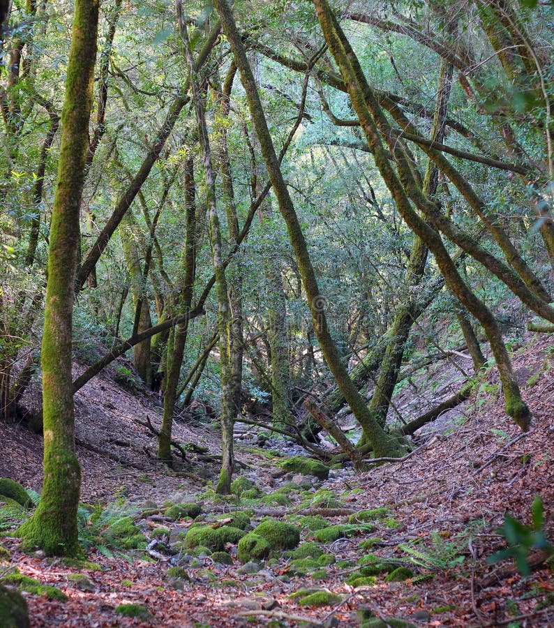 Mossy Tree Trunks Leaning Over in the Forest Stock Image - Image of ...