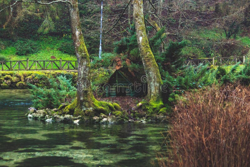 Mossy Trees in the Dirty Pond between the Deciduous Trees in the Forest ...