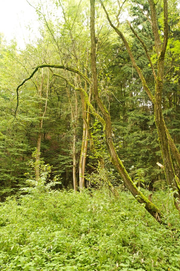 Mossy trees in forest stock image. Image of lichens, woods - 78659431
