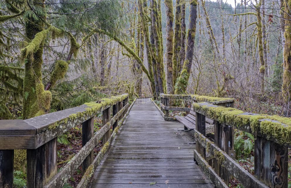 Mossy Trees in a Forest Oregon State Stock Image - Image of wetland ...