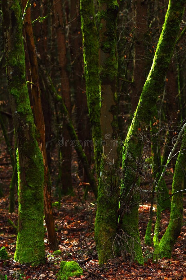 Mossy Trees in the Forest. Shallow Depth of Field Stock Photo - Image ...