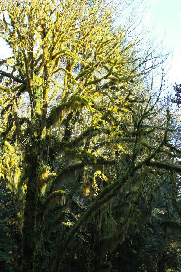 Mossy Trees stock image. Image of green, lush, forest - 63089397