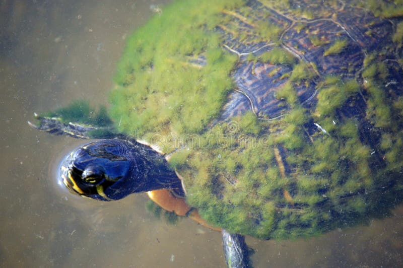 Mossy turtle stock image. Image of dirty, head, water - 12671609
