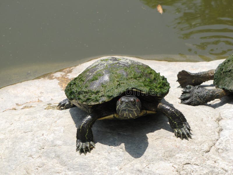 Mossy Turtle stock photo. Image of moss, sunbathing, garden - 96527720