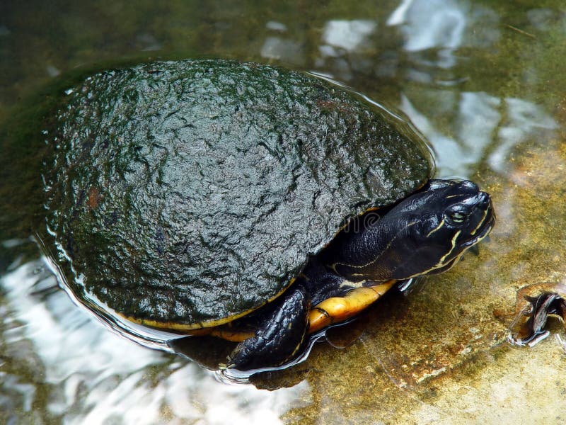 Mossy Turtle Takes a Dip stock image. Image of green, reptile - 141035