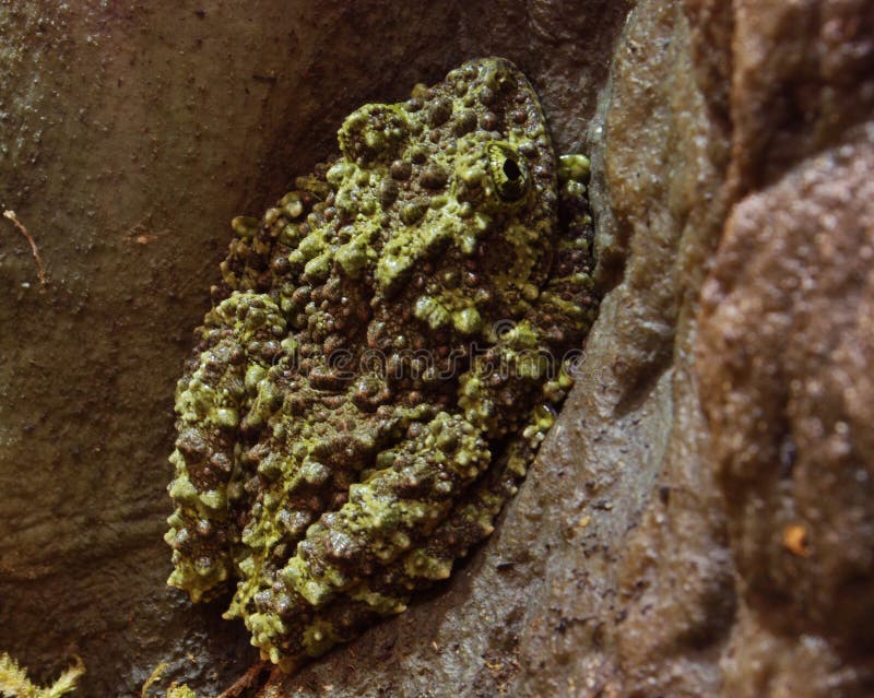 Den Vietnamesiska Mossiga Grodan, Theloderma Corticale, Tonkin Fel ...