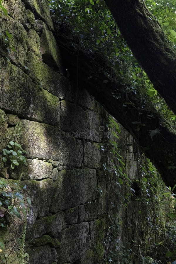 Mossy Wall of an Abandoned Building in a Forest Stock Image - Image of ...