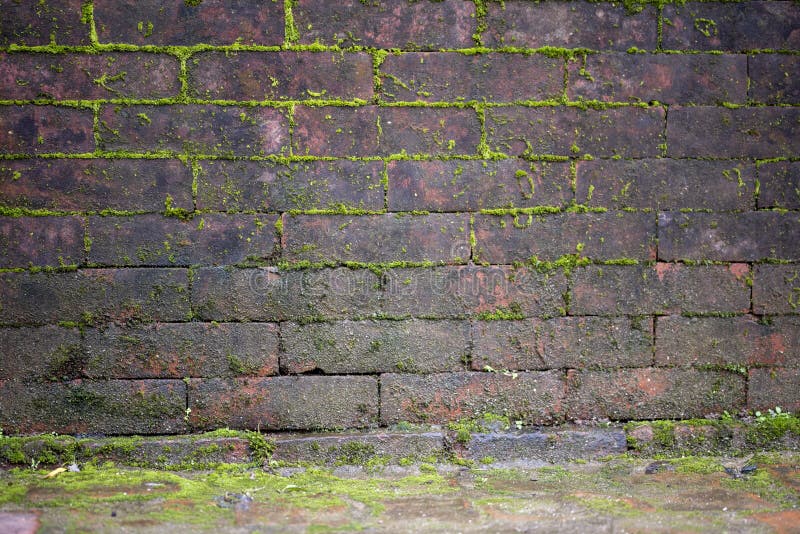 Mossy wall Background stock photo. Image of brickwall - 159661148