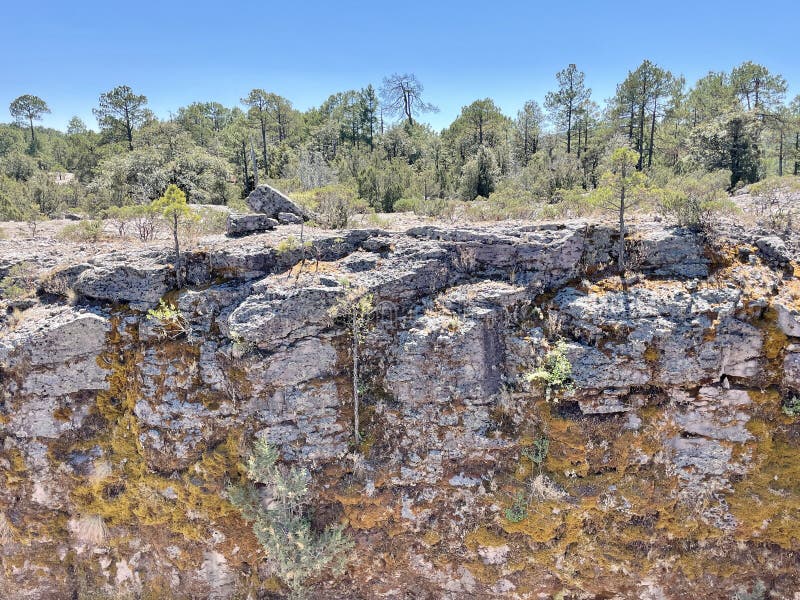 Mossy wall of a canyon stock image. Image of wall, plant - 244518003