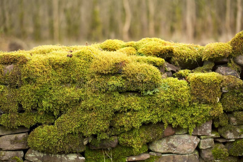 A Mossy Wall. stock image. Image of historical, mortar - 69784069