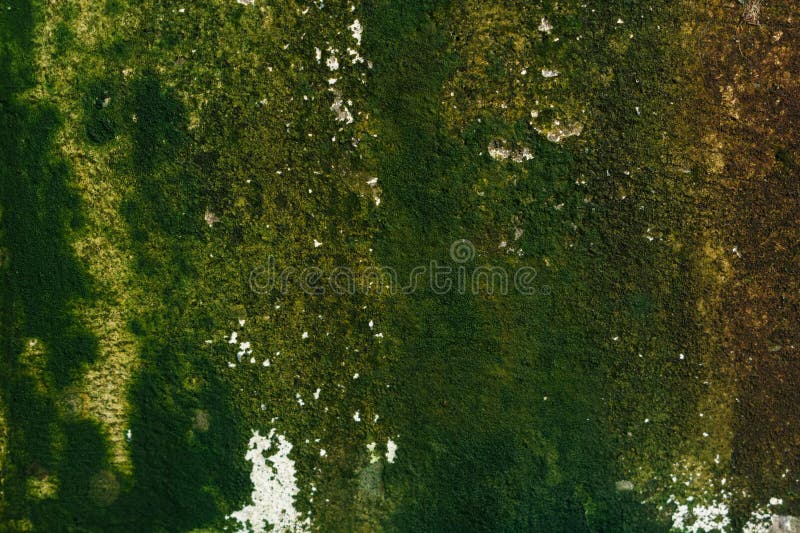 Green Moss Growth on Concrete Surface Stock Image - Image of shrub ...