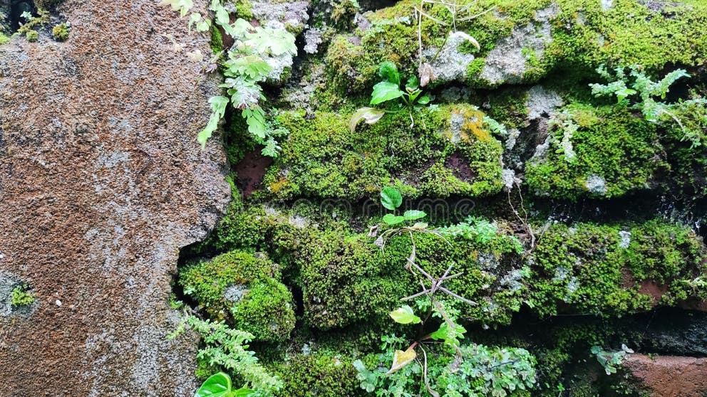 Mossy Walls and Textured Green Stock Image - Image of textured, texture ...