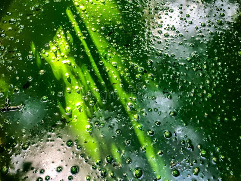 Mossy water with sunlight stock photo. Image of plant - 267336686