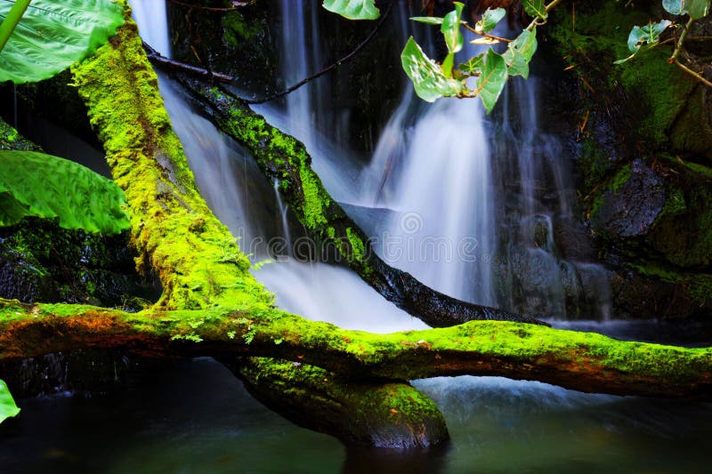 Mossy waterfall stock photo. Image of waterfall, mossy - 83253164