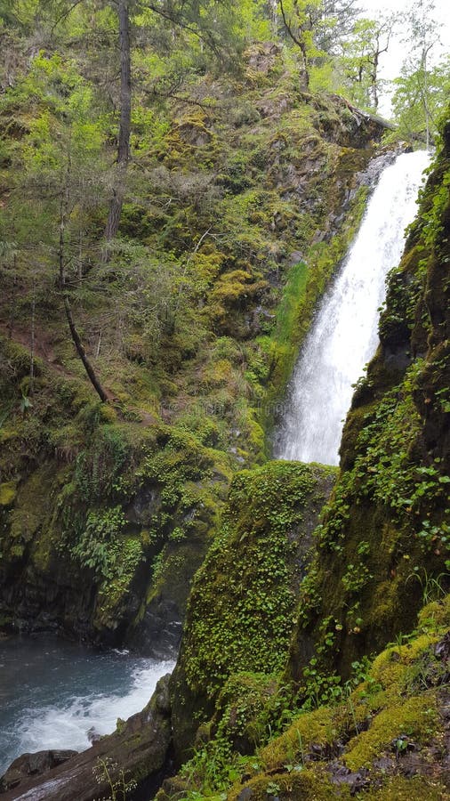 Mossy waterfall in Oregon stock image. Image of tree - 269474231