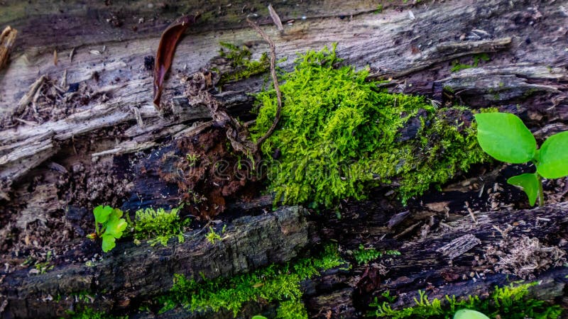 Mossy Wood Texture As a Background Stock Image - Image of detail ...