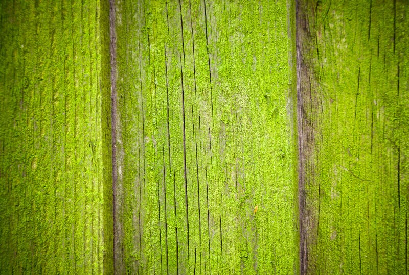 Mossy Wooden Background Texture Stock Photo - Image of wallpaper ...