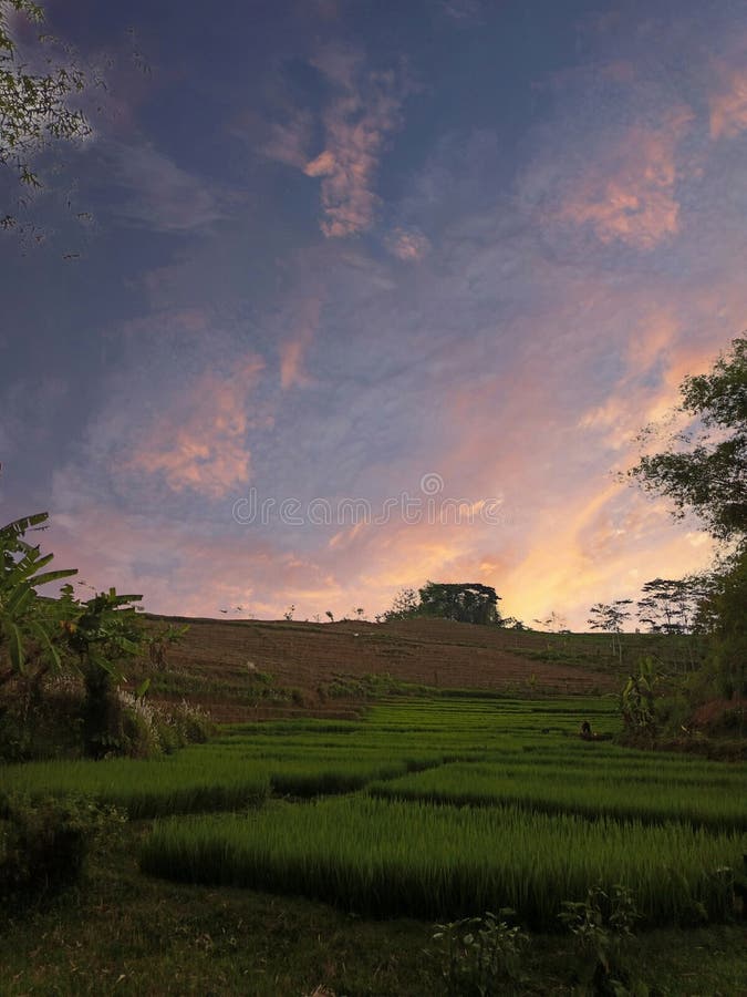 The Most Amazing Rice Field View Stock Photo - Image of rice, field ...