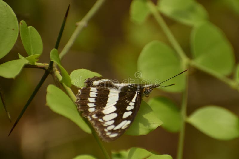 Most Attractive Butterfly of Himalaya.common Sergeant Athyma Perius ...