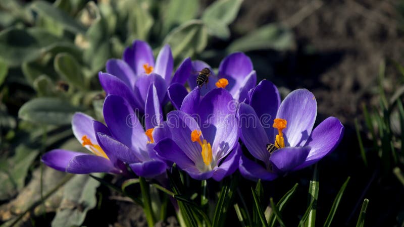 .the Most Attractive Spring Primroses Stock Image - Image of blossom ...