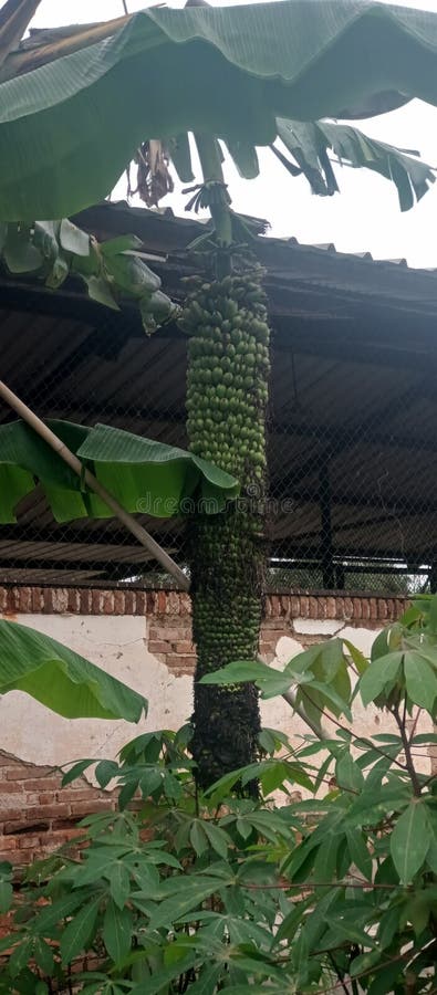 The Most Bananas I& X27;ve Ever Seen in One Fruit Stock Image - Image ...