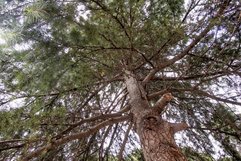 The Most Basic Oxygen Source Trees Stock Image - Image of beautiful ...