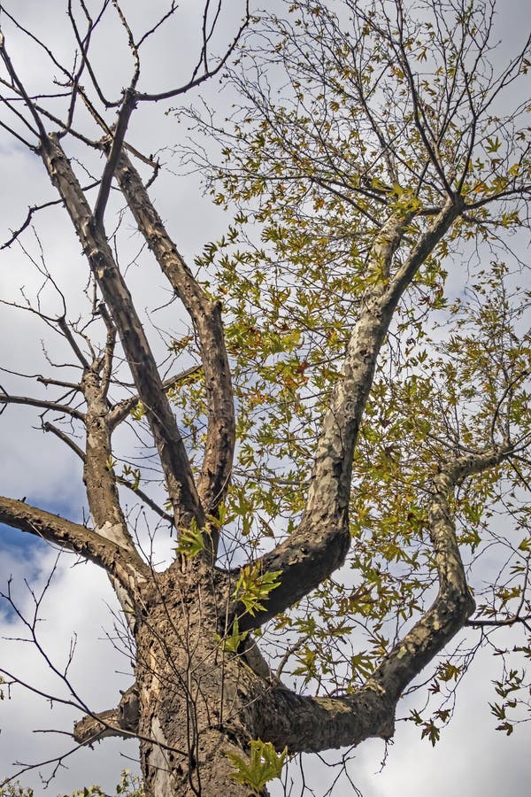 The Most Basic Oxygen Source Trees Stock Image - Image of healthy ...