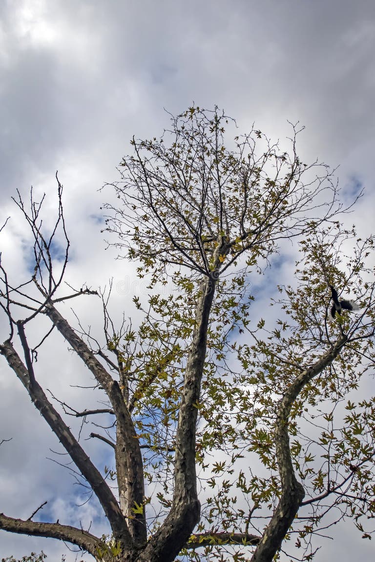 176 Oxygen Symbol Drawing Stock Photos - Free & Royalty-Free Stock ...