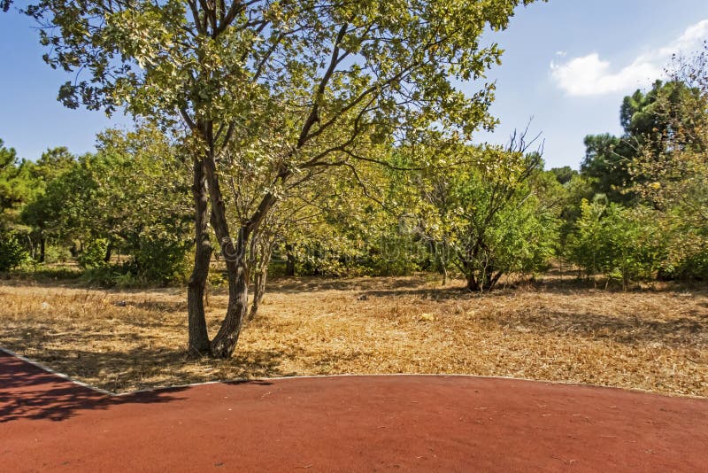 The Most Basic Oxygen Source Trees Stock Photo - Image of leaf, garden ...