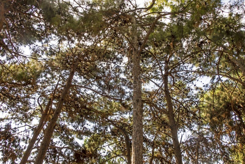 The Most Basic Oxygen Source Trees Stock Image - Image of botany ...