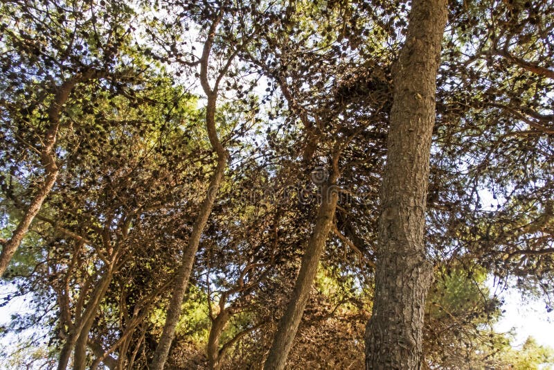 The Most Basic Oxygen Source Trees Stock Photo - Image of health ...