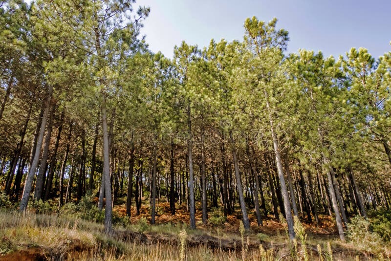 The Most Basic Oxygen Source Trees Stock Image - Image of decorative ...