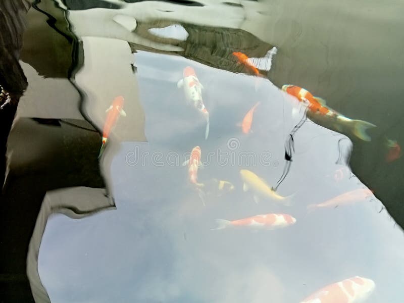 The Most Beatiful Koi Fish Poll Stock Image - Image of fish, poll ...